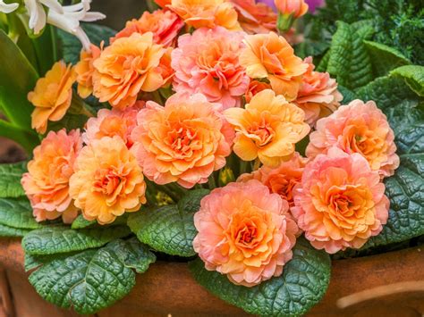 Belarina Sweet Apricot Primula vulgaris Belarina Sweet Apricot - купить ...
