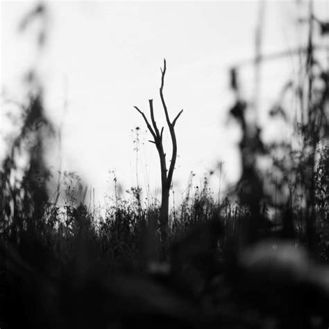 Ilford Ortho Plus 80 Film Stock Review » Shoot It With Film