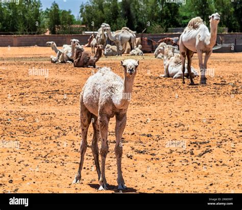 Farms in saudi arabia hi-res stock photography and images - Alamy