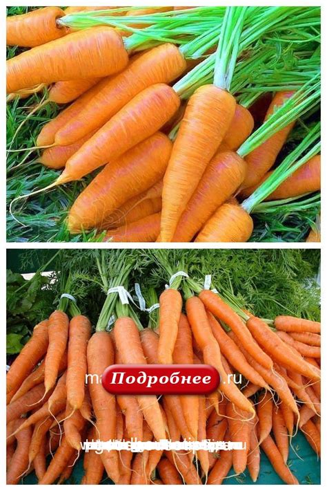 ВСЕ О МОРКОВИ