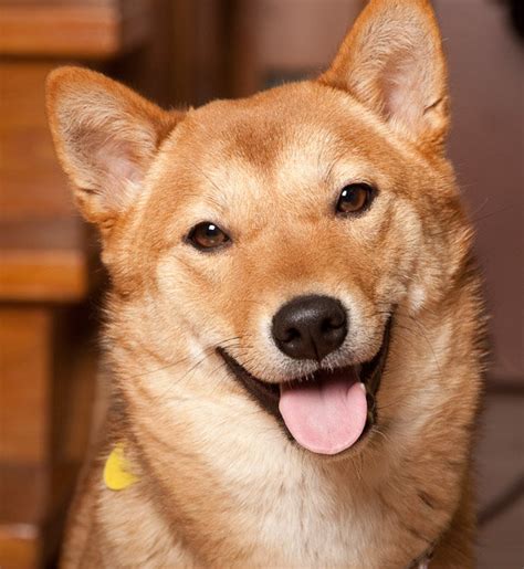 Miss Eko - Modern Dog Magazine