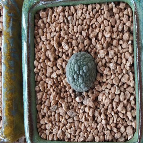 Pseudolithos Migiurtinus – aplanter