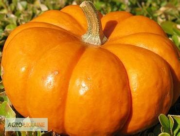 Куплю на переработку тыкву, Черкасская обл — Agro-Ukraine