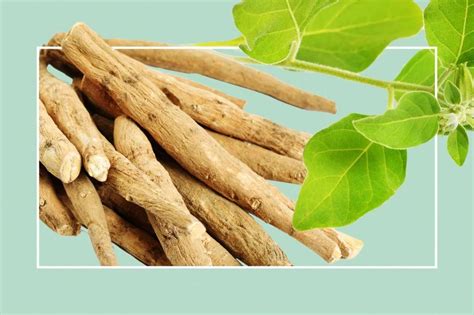 How Ashwagandha Can Give You A Stress-free And Happy Life? By TurtleVerse