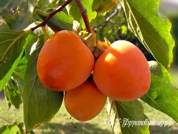 Хурма Гигант: описание сорта, характеристики, особенности посадки и ...