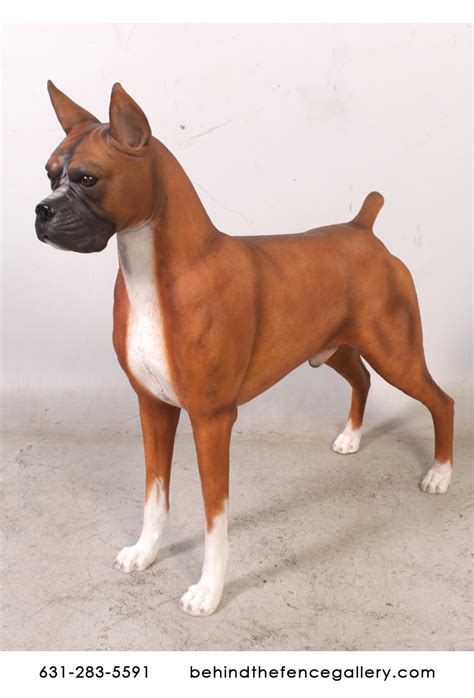 Boxer Statue Boxer [DOG110120H] - $259.99 , Life size fiberglass statues