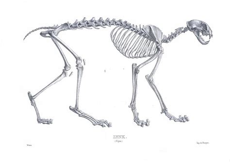 Пин от пользователя Marisa Crane на доске Anatomy | Уроки рисования ...