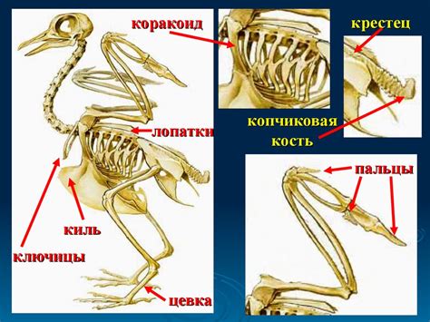 Разнообразие птиц - презентация онлайн