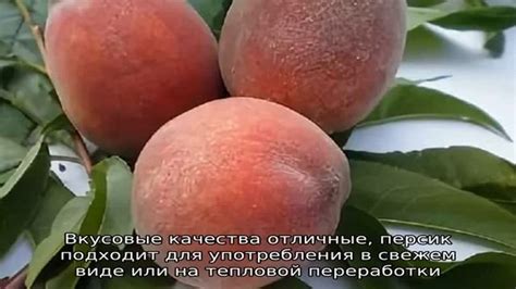 Лучшие сорта персика для Подмосковья - смотреть видео онлайн от ...