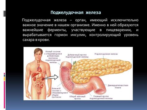 Рентгеновская компьютерная томография поджелудочной железы - online ...