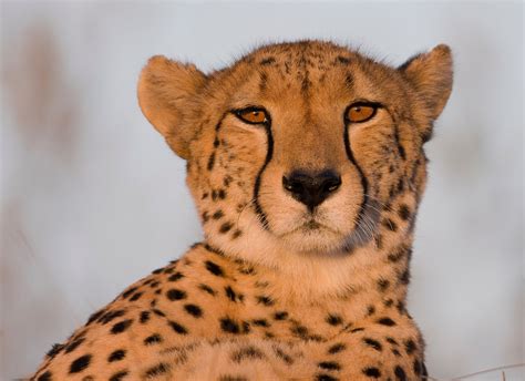Saving the cheetah: a need for speed - Africa Geographic
