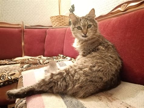 Кошкарочок | Пикабу