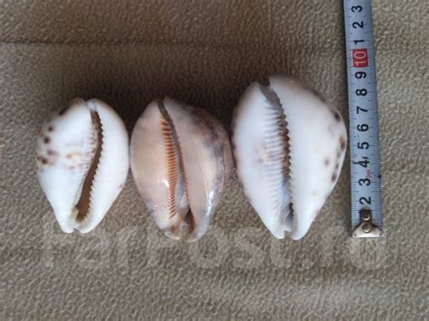 Денежные Морские ракушки Cowrie (каури) Cypraea (ципрея) - Сувениры во ...