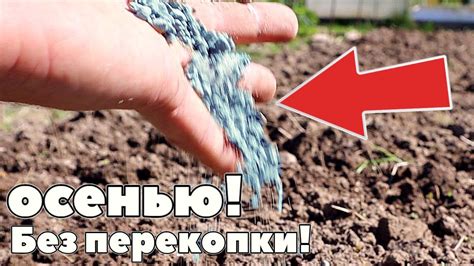 Не перекапывайте под картошку с осени! Сыпьте это удобрение поверх и ...