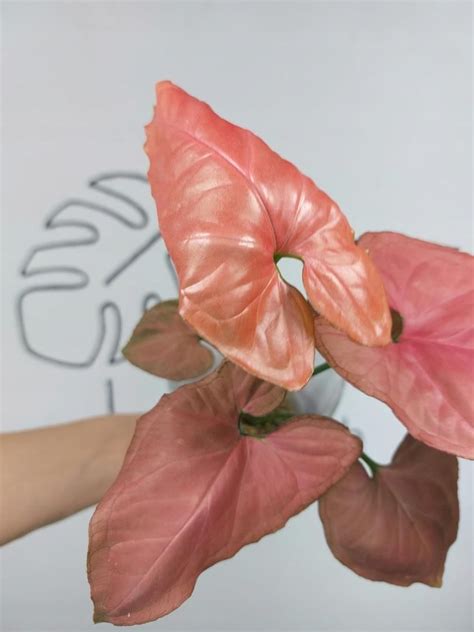 Syngonium Orm Nak Red 30-40cm - Ceny i opinie - Ceneo.pl