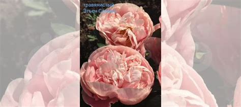 Пион Этчед салмон купить в Вологде | Товары для дома и дачи | Авито