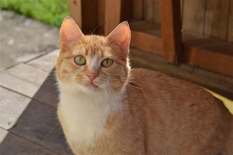 Котики | Пикабу