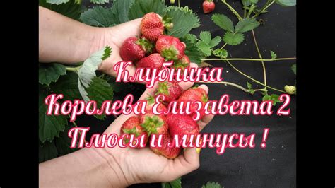 Клубника Королева Елизавета 2!🍓🍓🍓 Плюсы и минусы выращивания!🍓 - Я ...