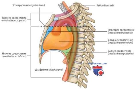 Средостение (mediastinum): анатомия, отделы, классификация