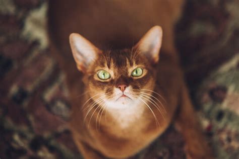 Abessinier-Bilder: Stock-Fotos & -Videos. | Adobe Stock