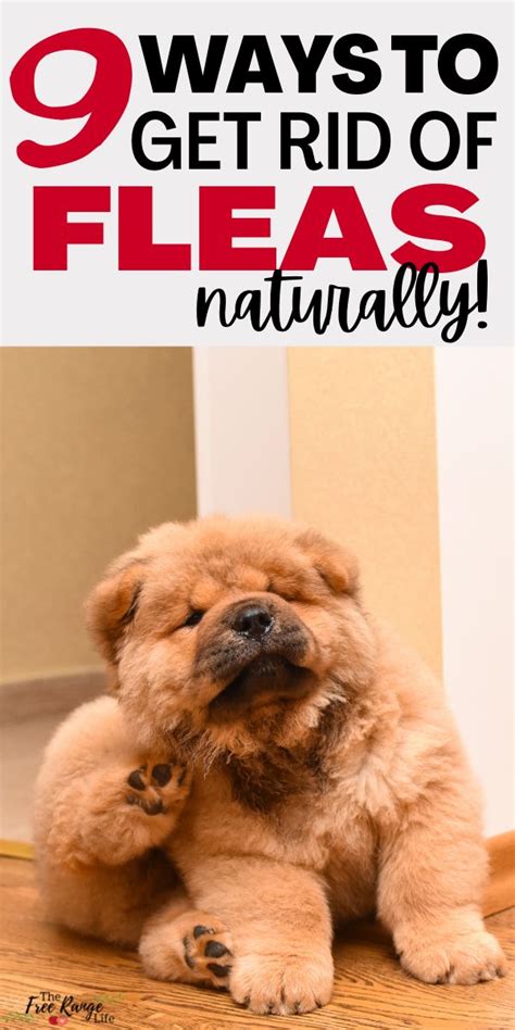 9 Natural Ways to Get Rid of Fleas in Your Home and On Your Pets in ...