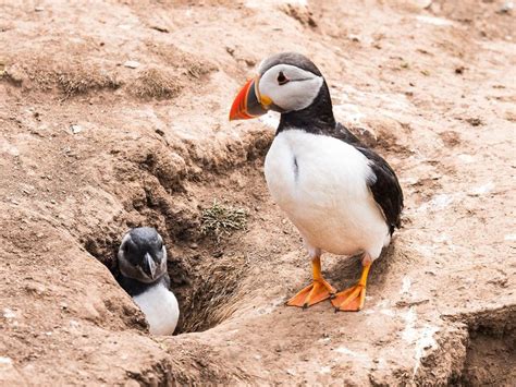 Where Do Puffins Live? (Habitat, Range + Distribution) | Birdfact