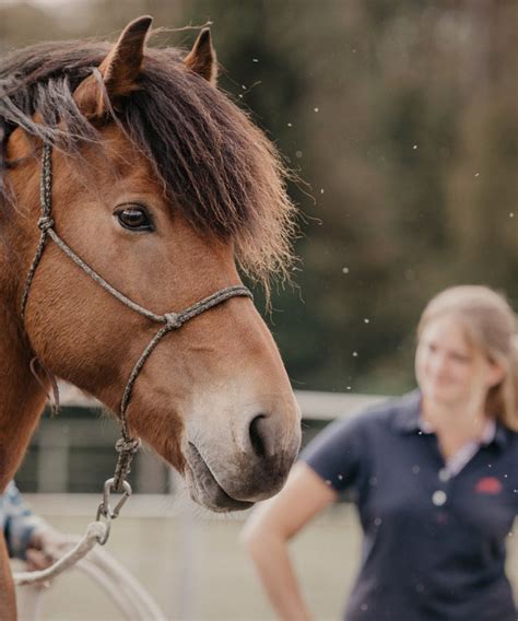 Parelli Natural Horsemanship | Parelli Instruktoren