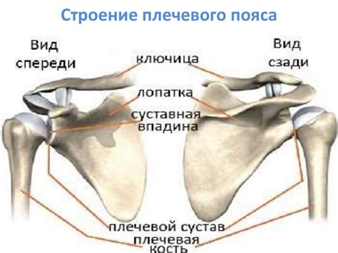 Анатомия и физиология верхних конечностей - online presentation