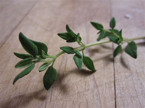 Thyme – Westfield Area CSA