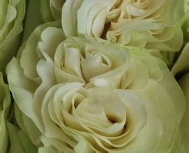 Rose Moonstone - Standard Rose - Roses - Flowers by category | Sierra ...