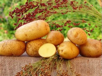 Картофель, раннеспелый сорт Беллароза