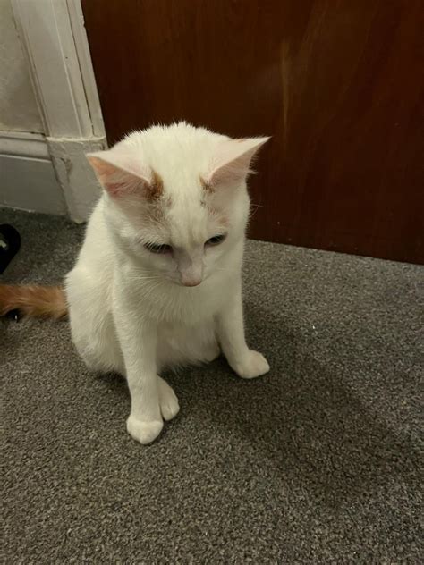 Why does he sit like this : r/cats