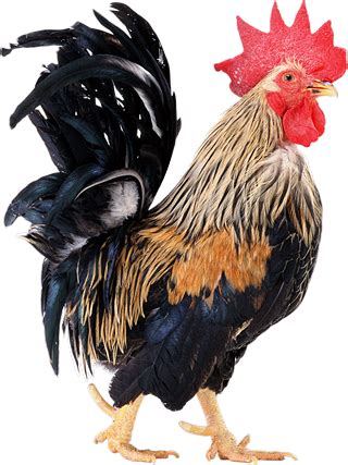 Cock PNG