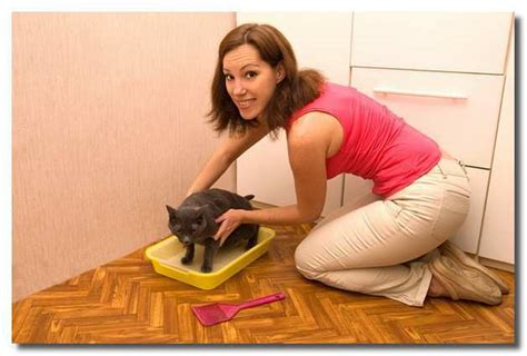 Как приучить котенка к лотку?