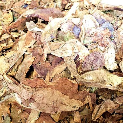 Turkish Samsun, 1lb. | Whole Leaf Tobacco
