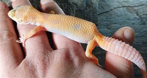 Best Leopard Gecko Lighting Setup Fundamentals