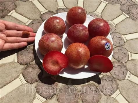Купить Колоновидный слива-абрикос ШЕДЕВР, цена 100 ₴ — Prom.ua (ID ...