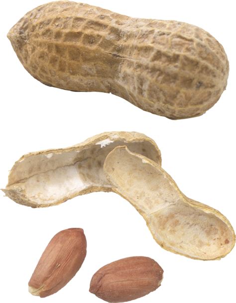 Арахис PNG