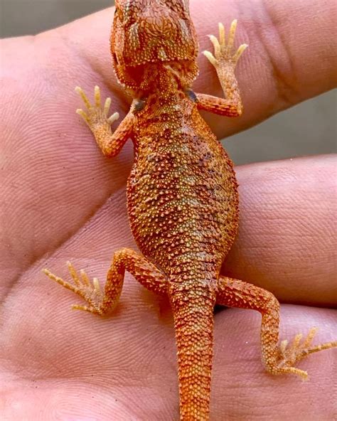UNICO REPTILES (@reptilesunico) • Instagram photos and videos