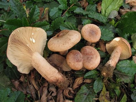 Млечник дубовый (Lactarius quietus) фото и описание