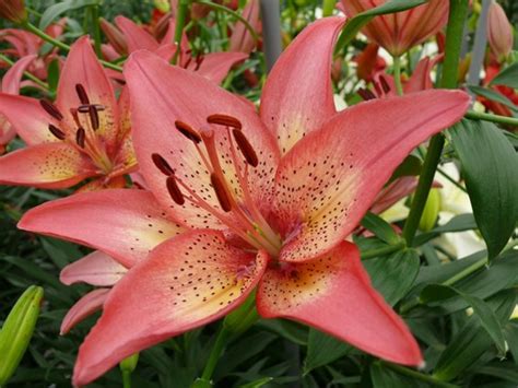 Lilium Trogon