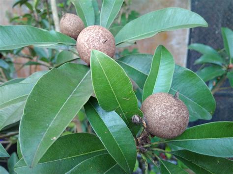 Endah Murniyati's Journey: FRUITY WEEK : SAWO