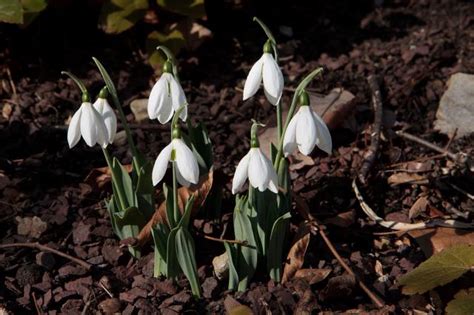 Galanthus | Pacific Bulb Society