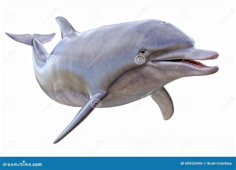 Il delfino ha isolato fotografia stock. Immagine di delfino - 60933496