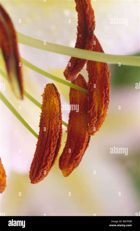 Lilium 'Tom Pouce' (Oriental lily) Division VIIa/b. Close up of anthers ...