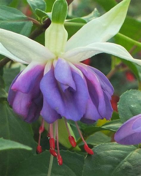 Fuchsia Blue Angel | Fuchsia flowers, Fuchsia plant, Plants