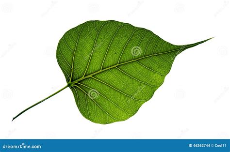 Bodhi Tree And Thai Temple Stock Photography | CartoonDealer.com #62640746