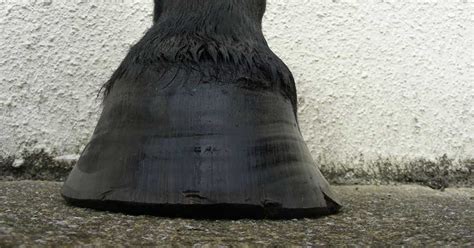 Flare – How Do You Stop It? When Should You Trim It?