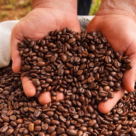 Roasted coffee beans | Spiceorg India
