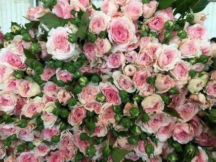 Роза флорибунда Мария Тереза - купить с доставкой по выгодным ценам в ...